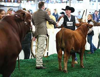 Show Ring | Braford Cattle | Rock Crest Ranch | Athens, Texas