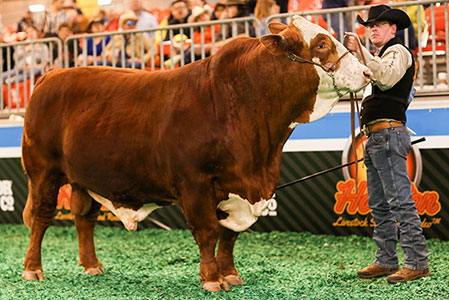 Show Ring | Braford Cattle | Rock Crest Ranch | Athens, Texas